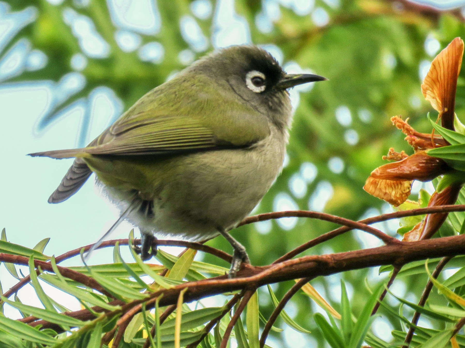 Reunion White-eye - eBird