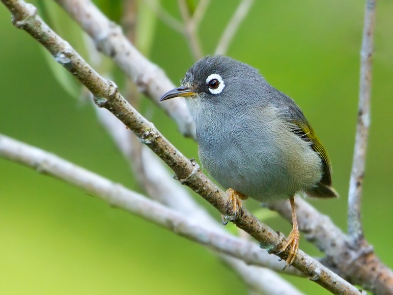 Mauritius Olive White-eye - eBird