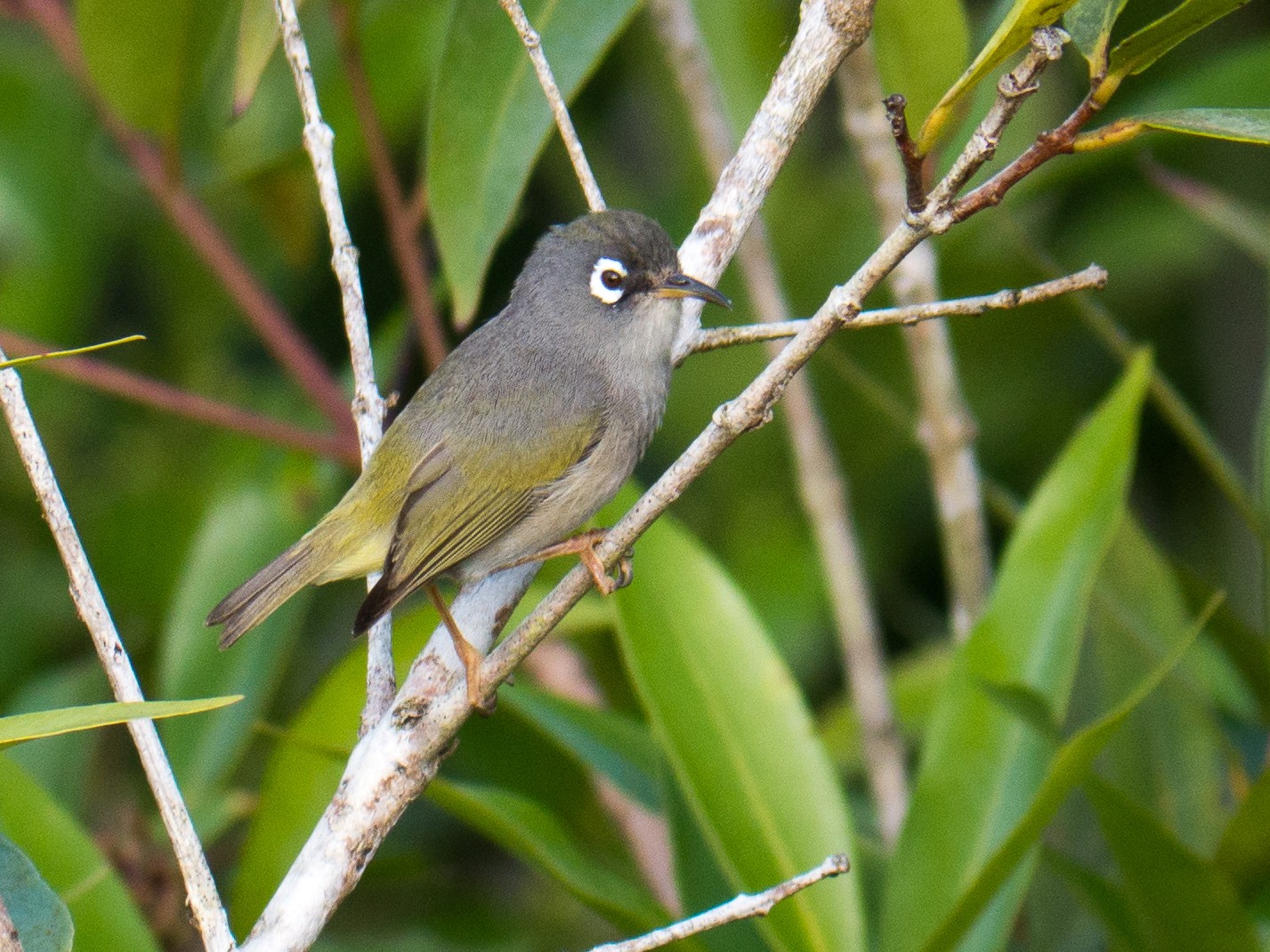 Mauritius White-eye - eBird