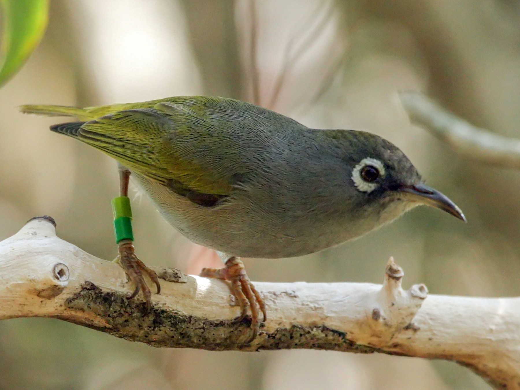 Mauritius White-eye - eBird
