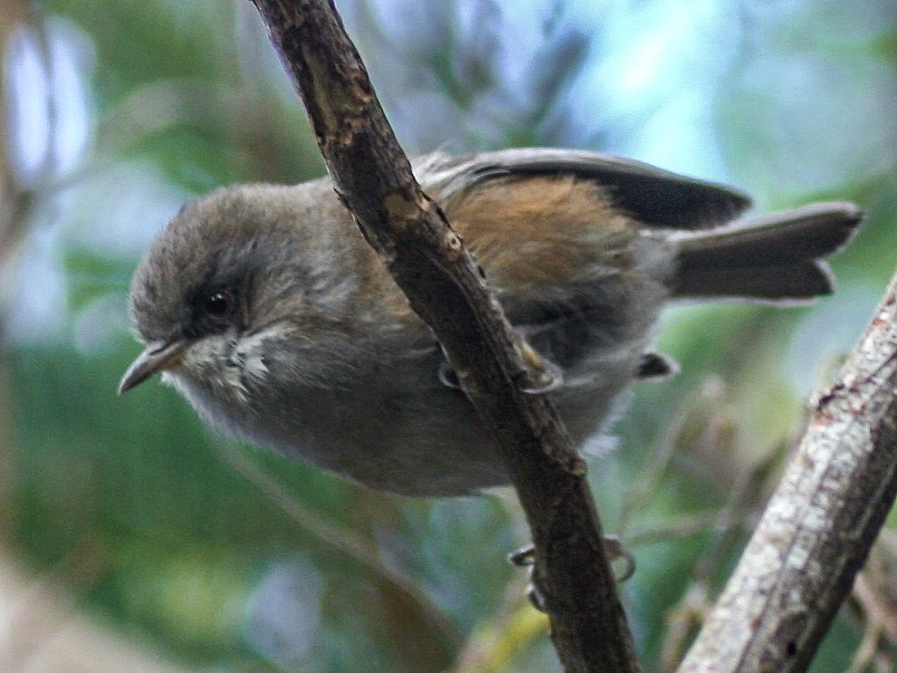Reunion Grey White-eye - eBird