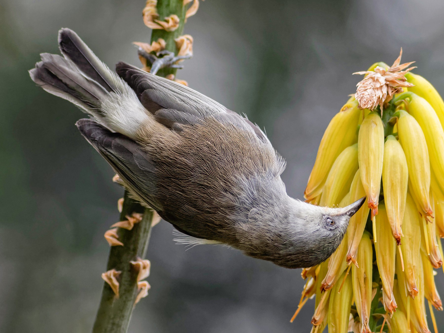 Reunion Gray White-eye - eBird