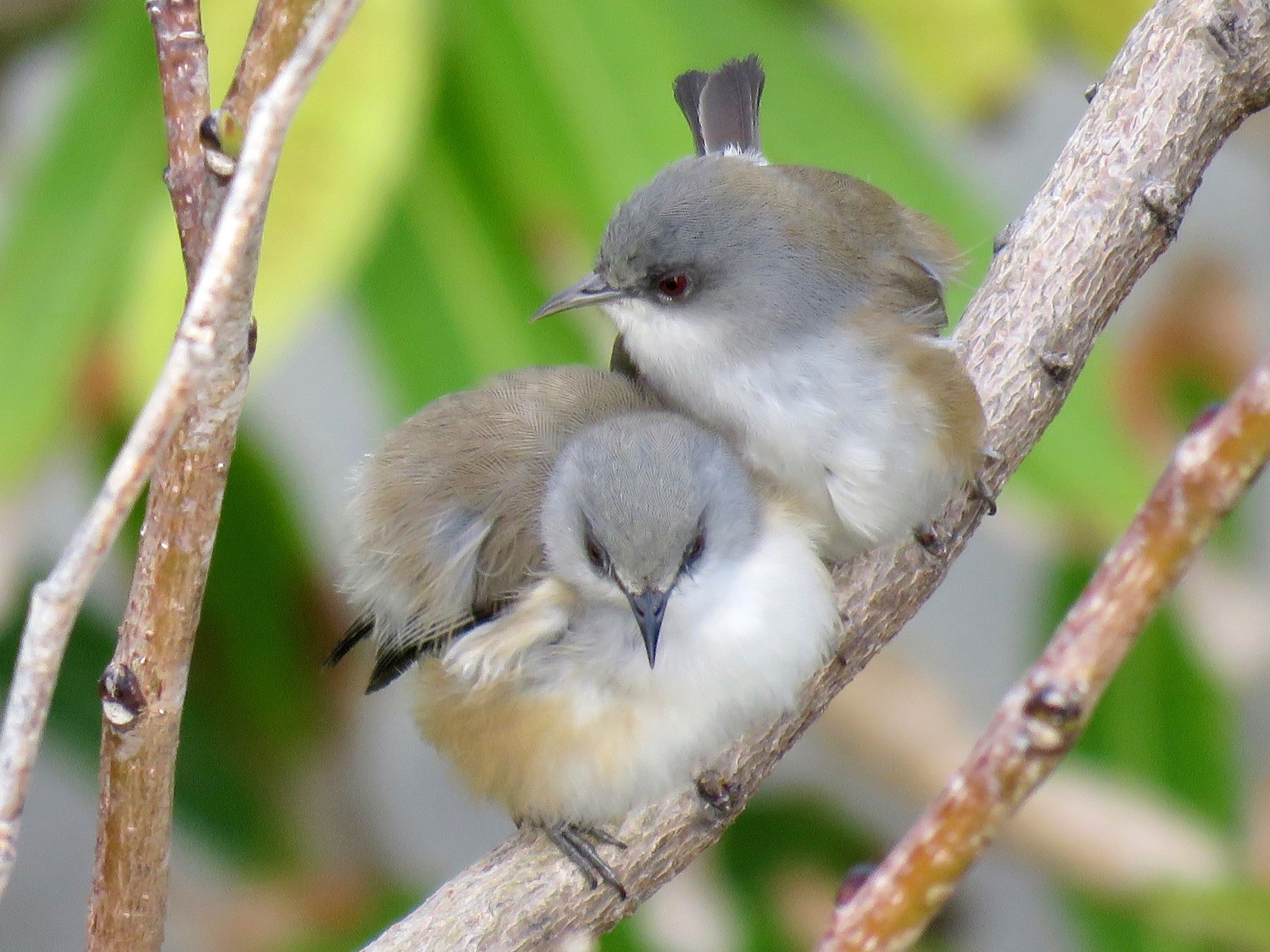 Reunion Gray White-eye - eBird