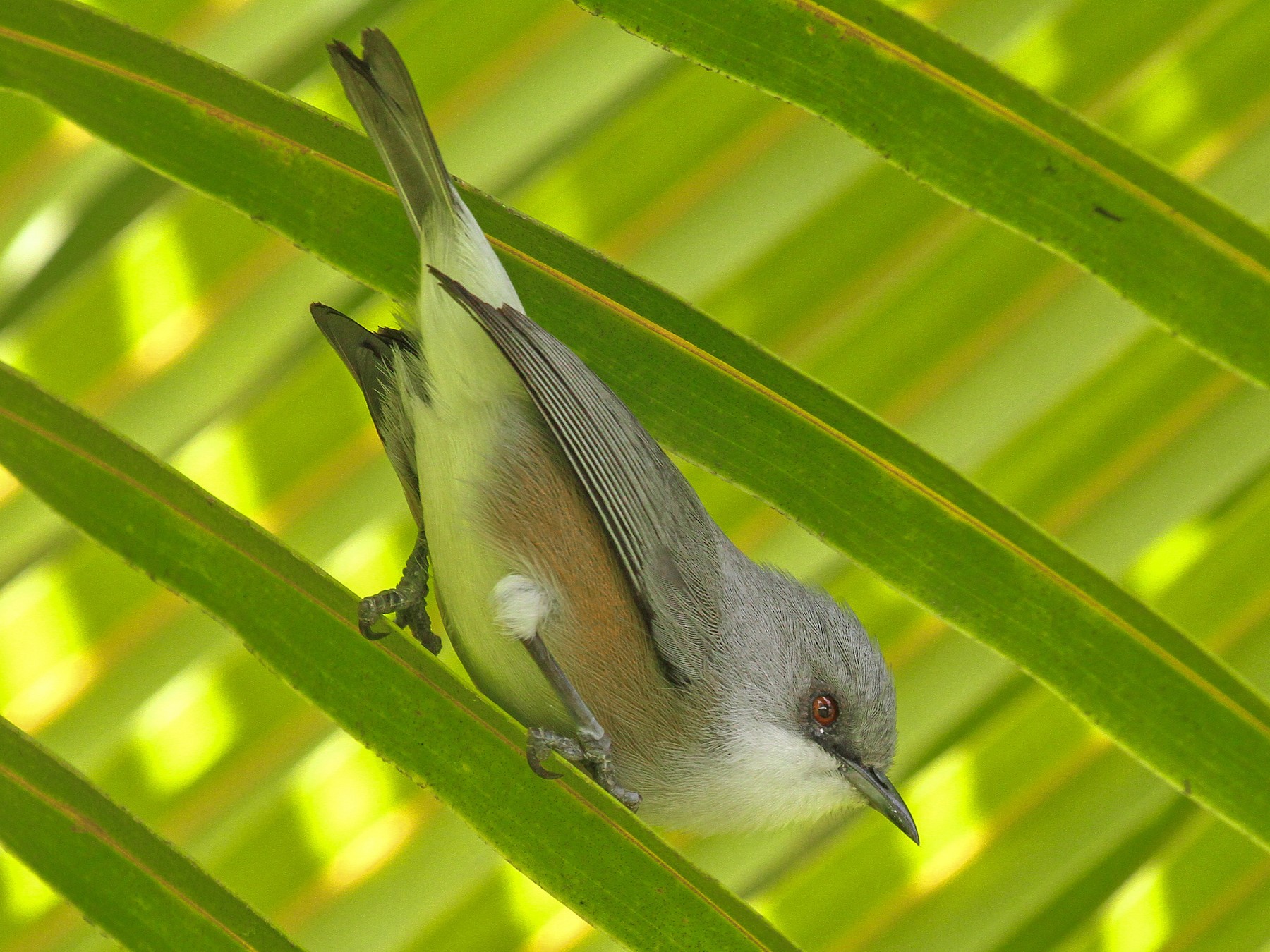 Mauritius Gray White eye EBird