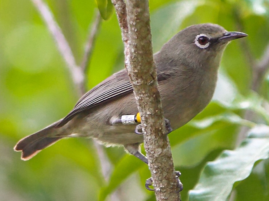 Zostérops des Seychelles - eBird