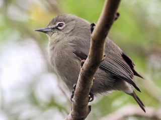 Seychelles White-eye - eBird