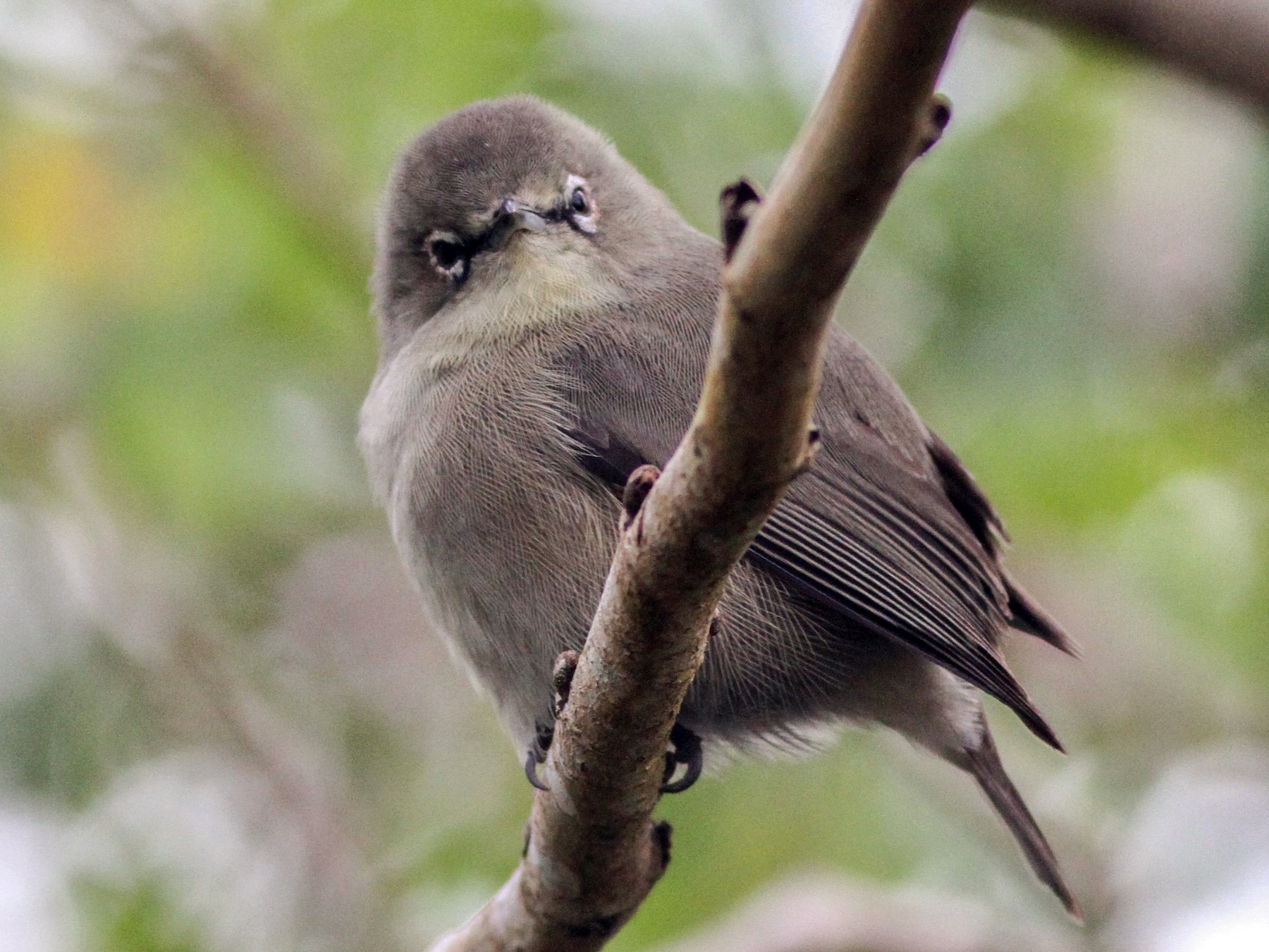 Seychelles White-eye - eBird