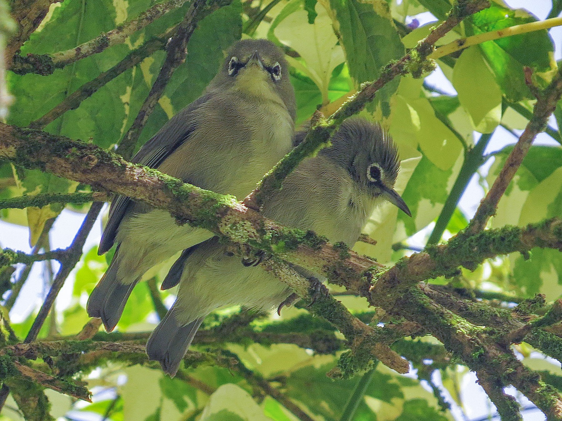 Seychelles White-eye - eBird