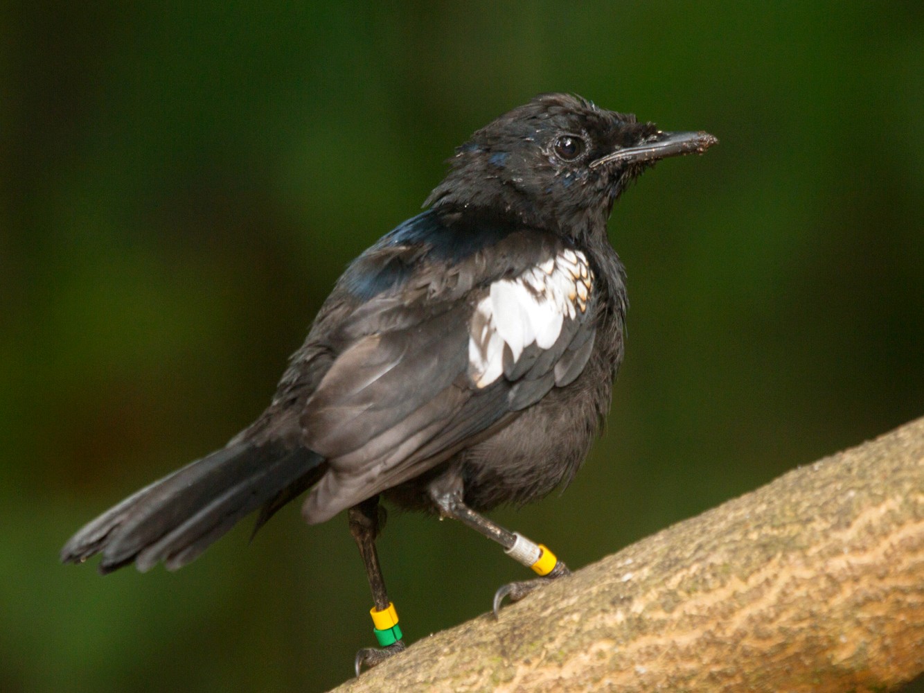 Seychelles Magpie-Robin - eBird