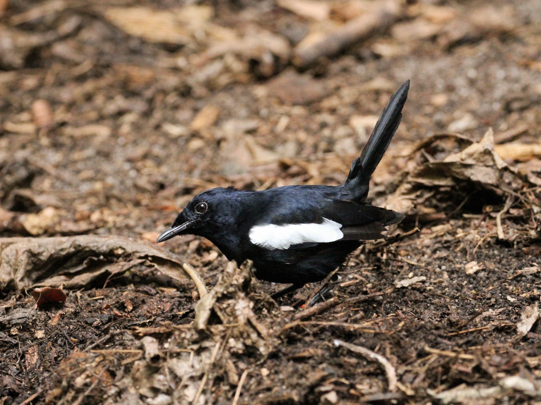 Seychelles Magpie-Robin - eBird