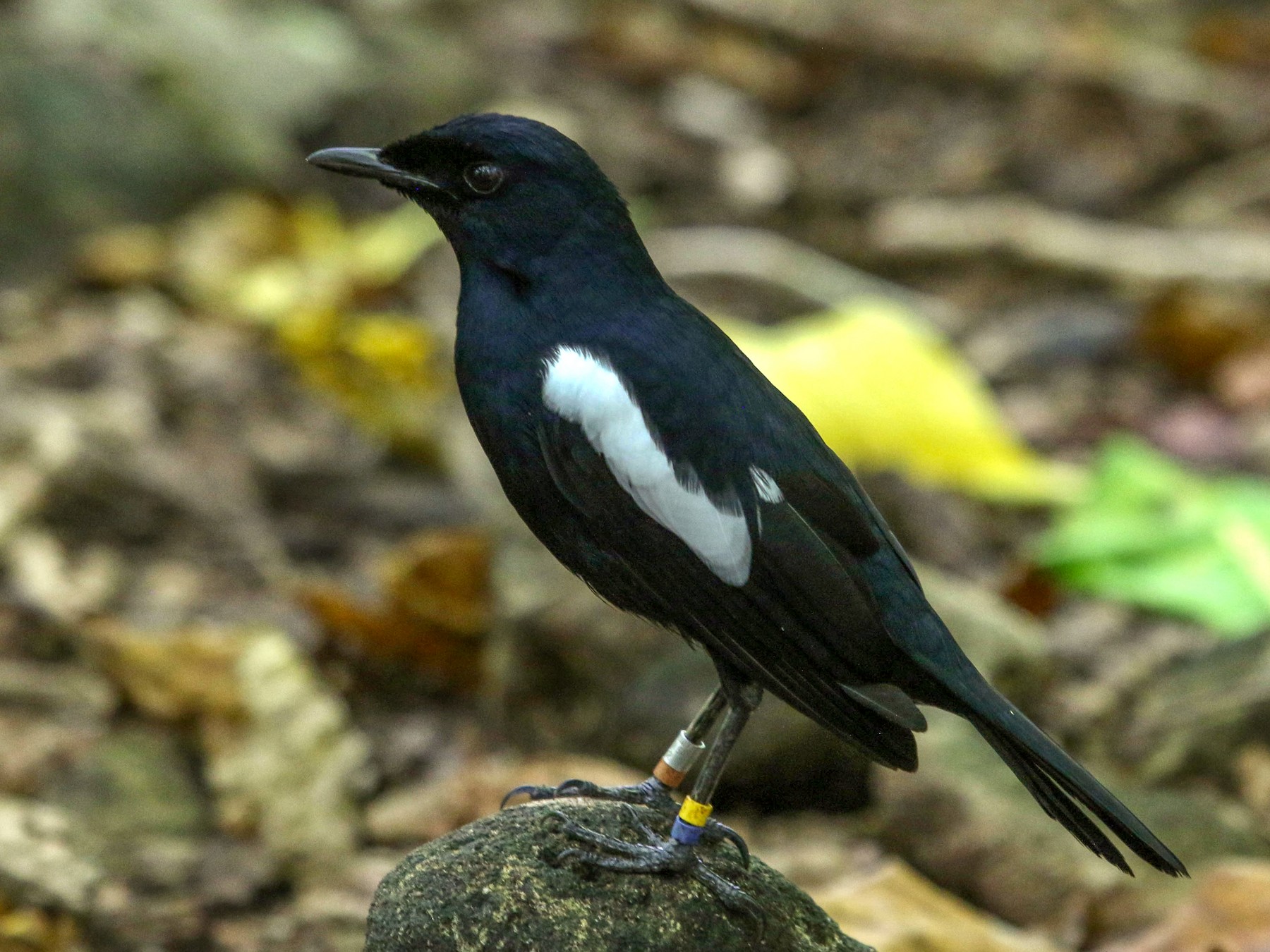 Seychelles Magpie-Robin - eBird