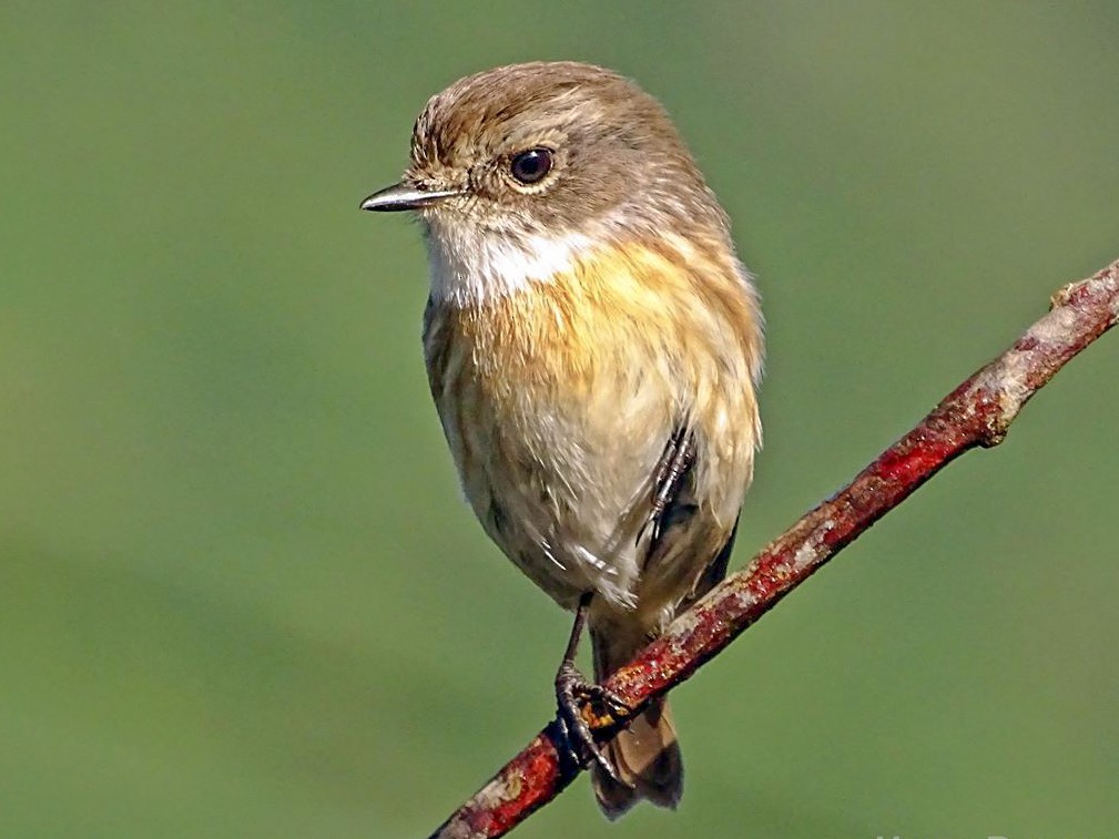 Reunion Stonechat - eBird