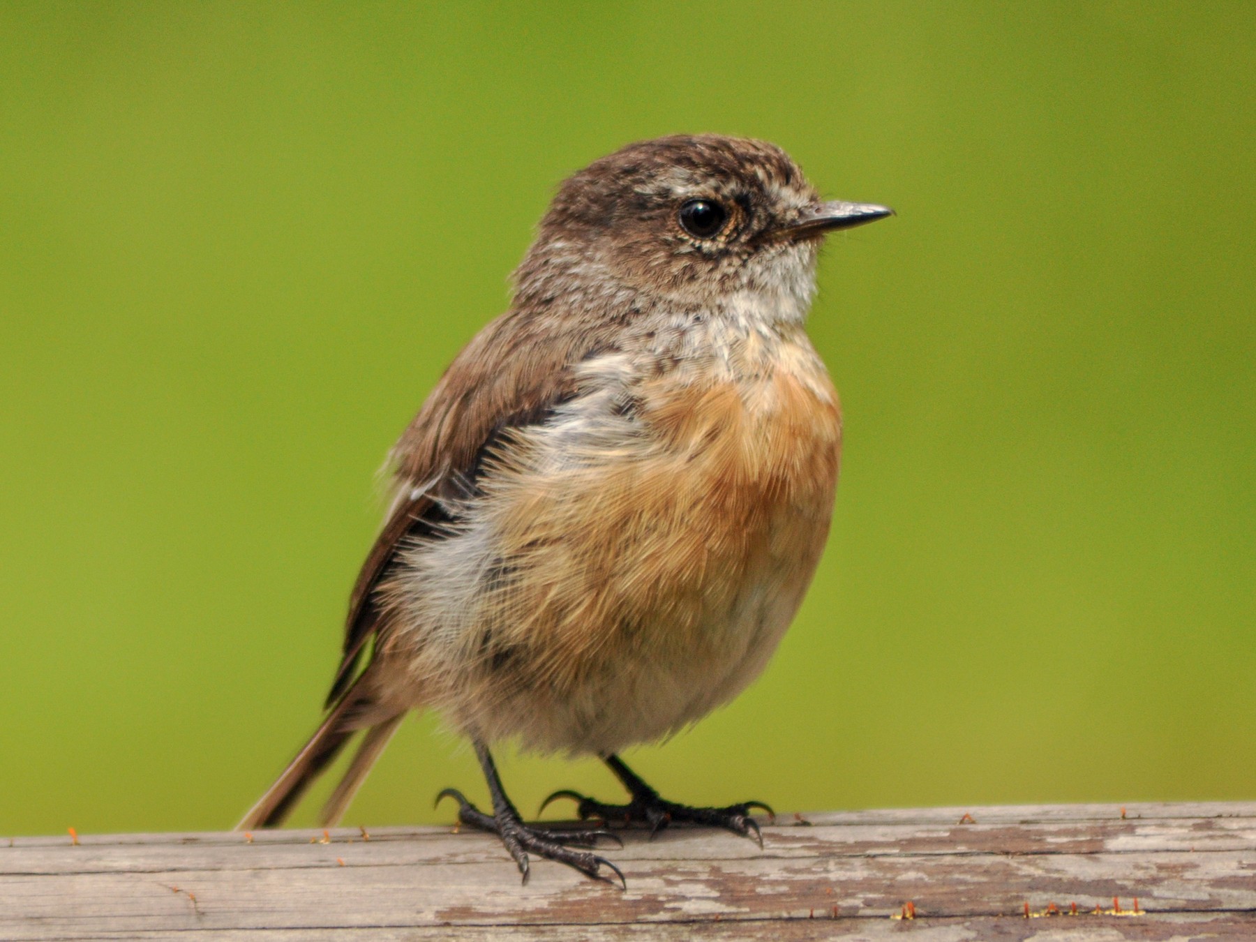 Reunion Stonechat - eBird