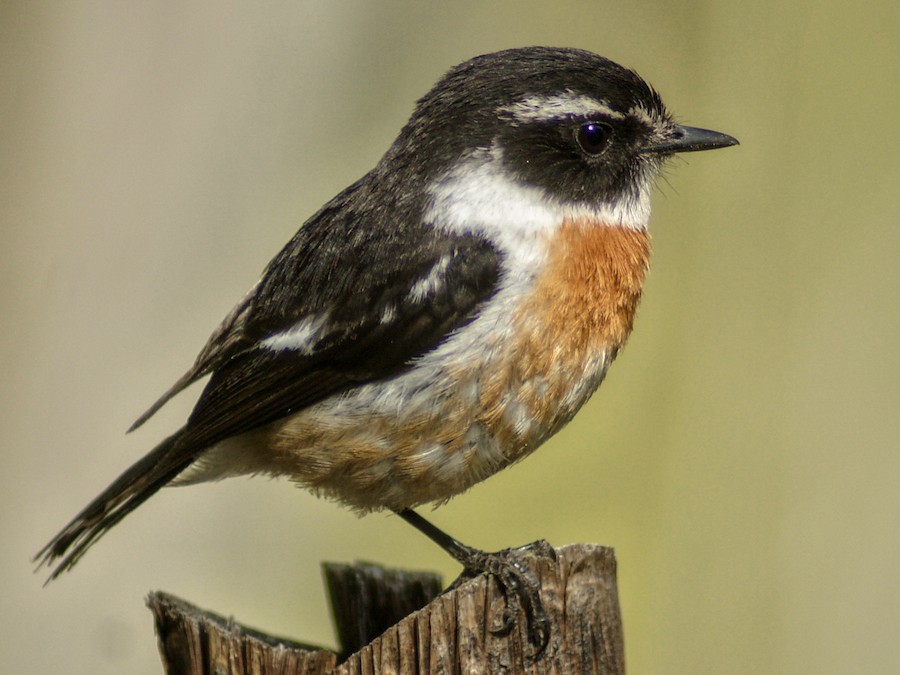 Reunion Stonechat - eBird