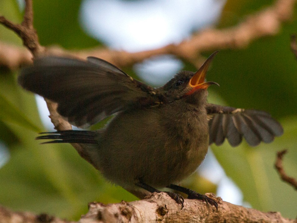 Seychelles Sunbird - eBird