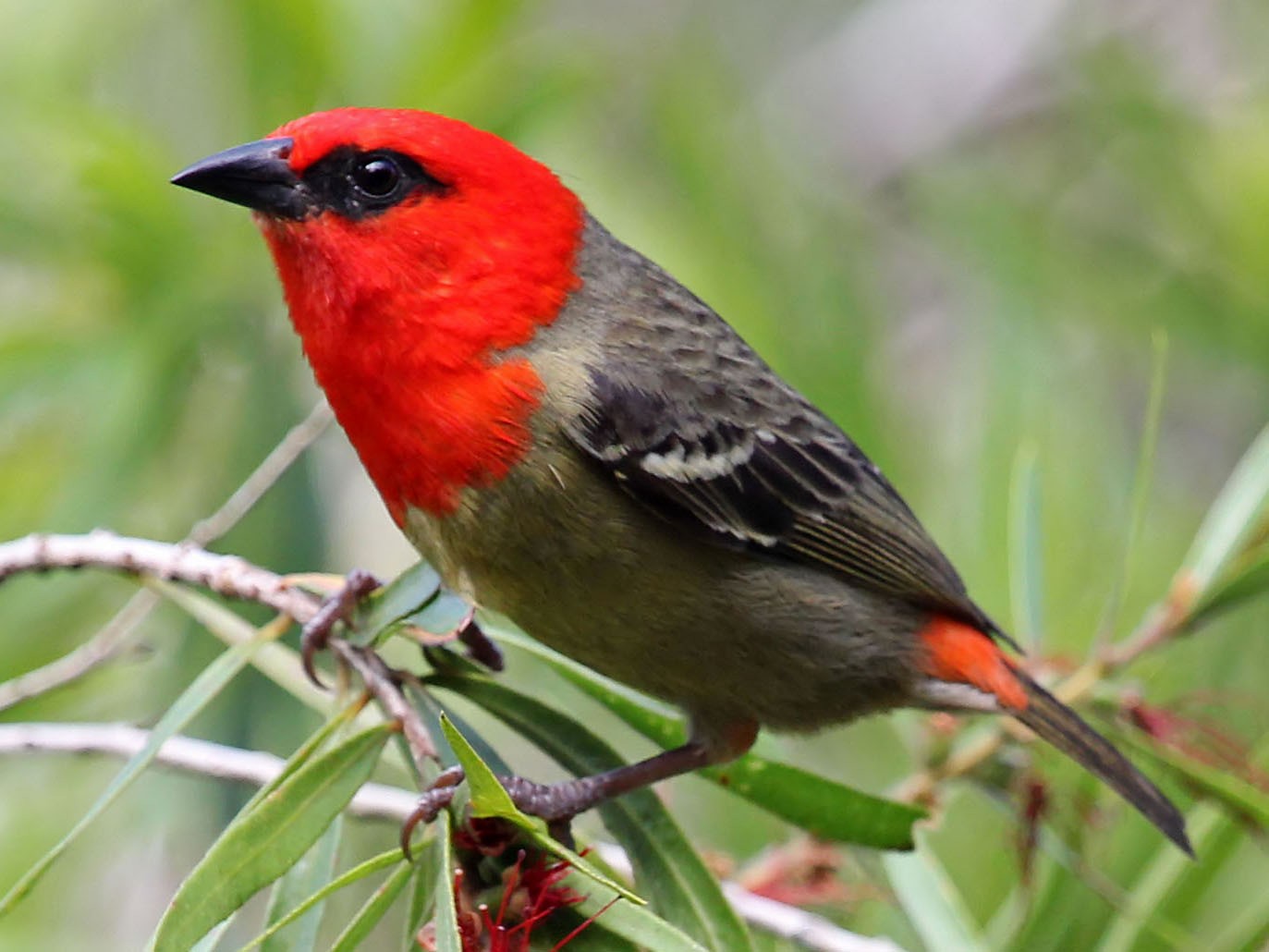Mauritius Fody - eBird