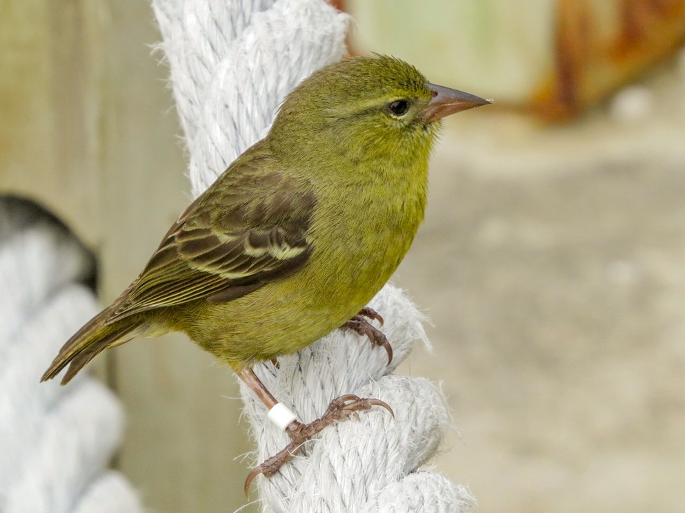Mauritius Fody - eBird