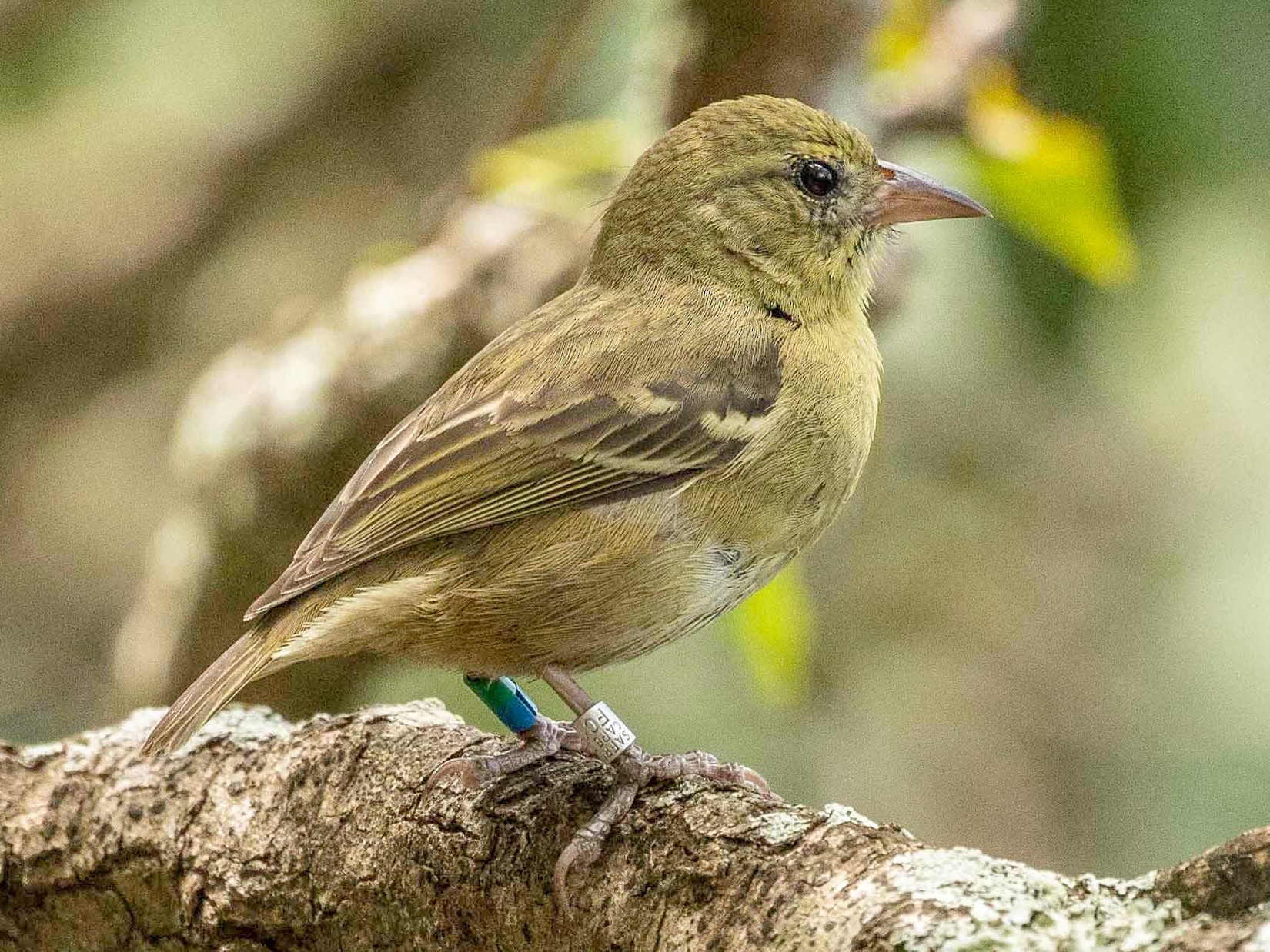 Mauritius Fody - eBird