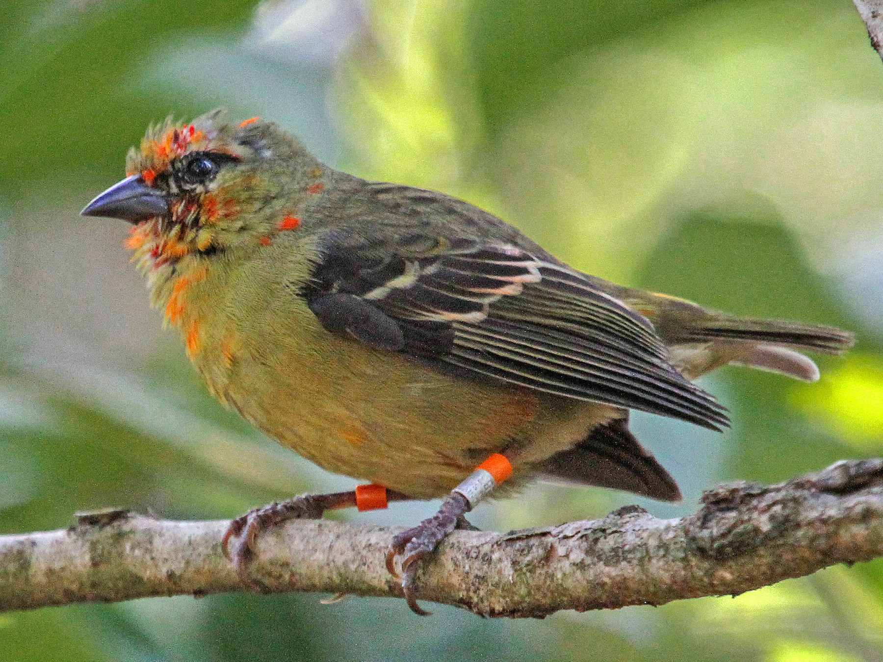 Mauritius Fody - eBird