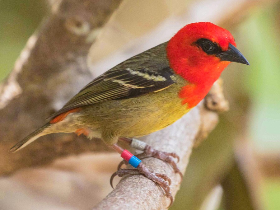 Mauritius Fody - eBird