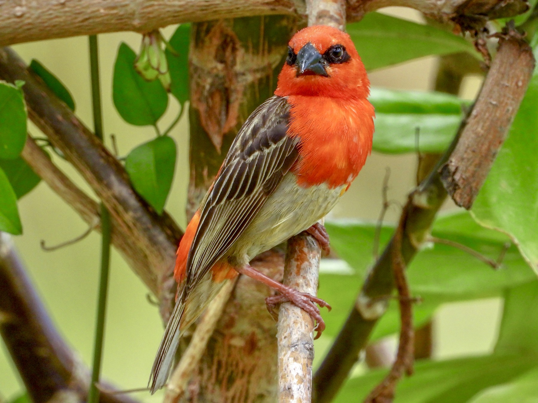 Mauritius Fody - eBird