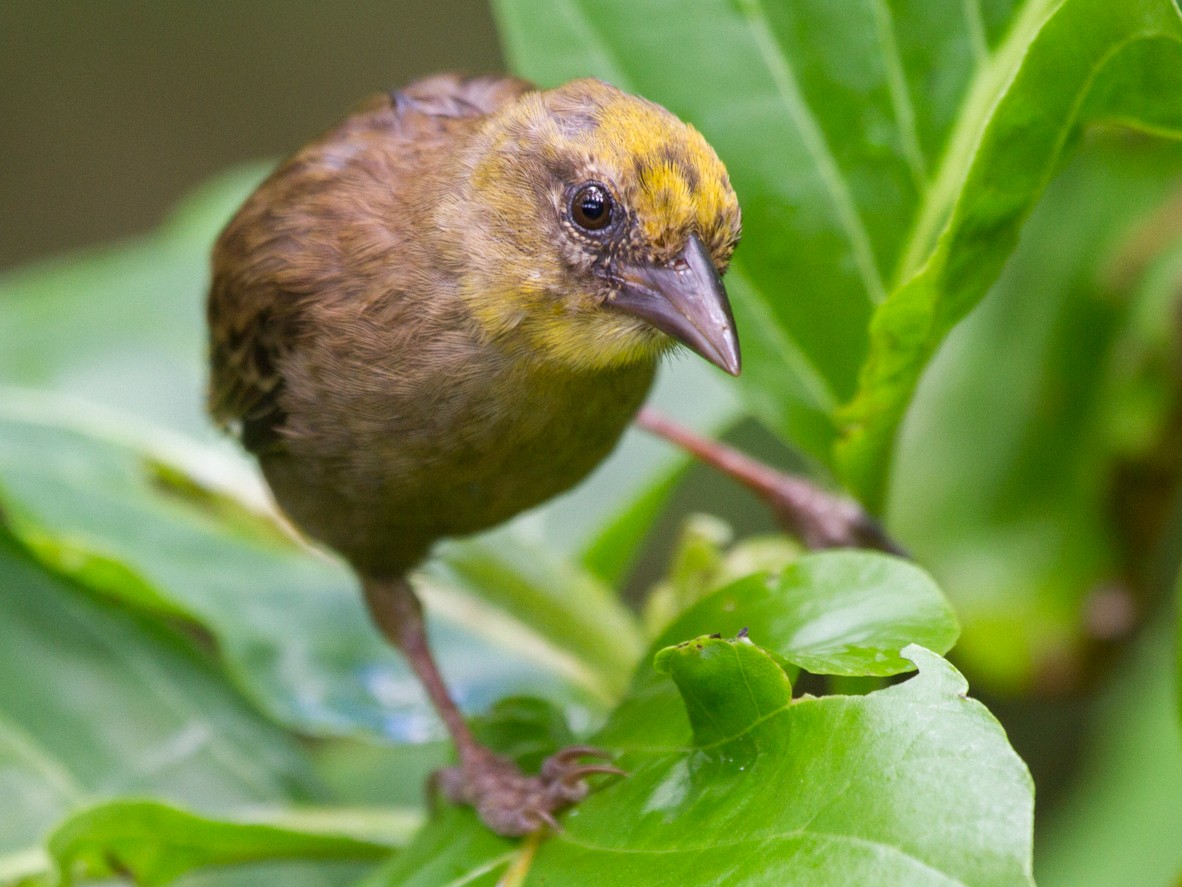 Seychelles Fody - eBird