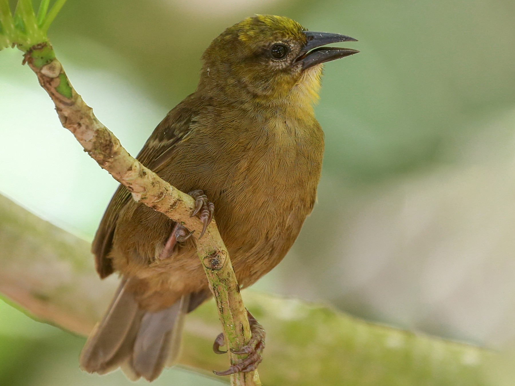 Seychelles Fody - eBird