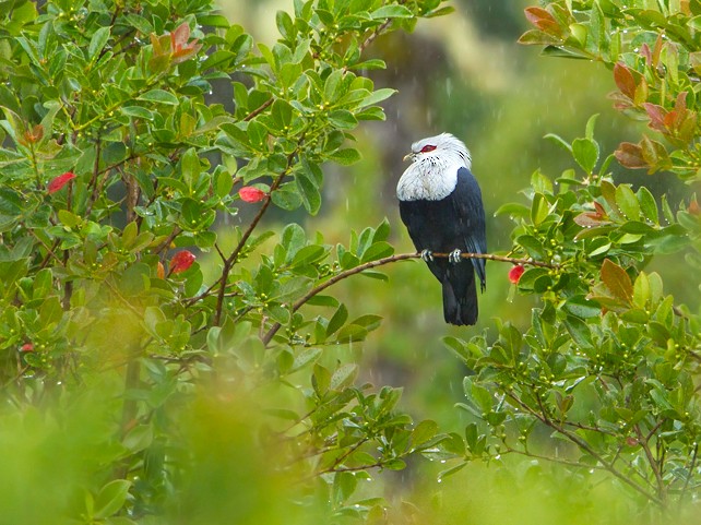 Comoro Blue-Pigeon - eBird