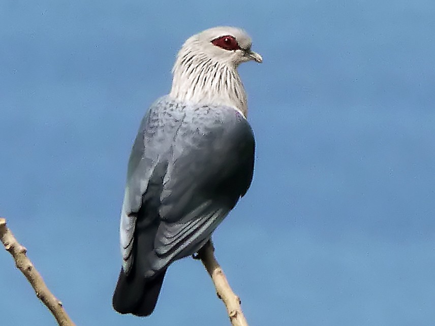 Comoro Blue-Pigeon - eBird