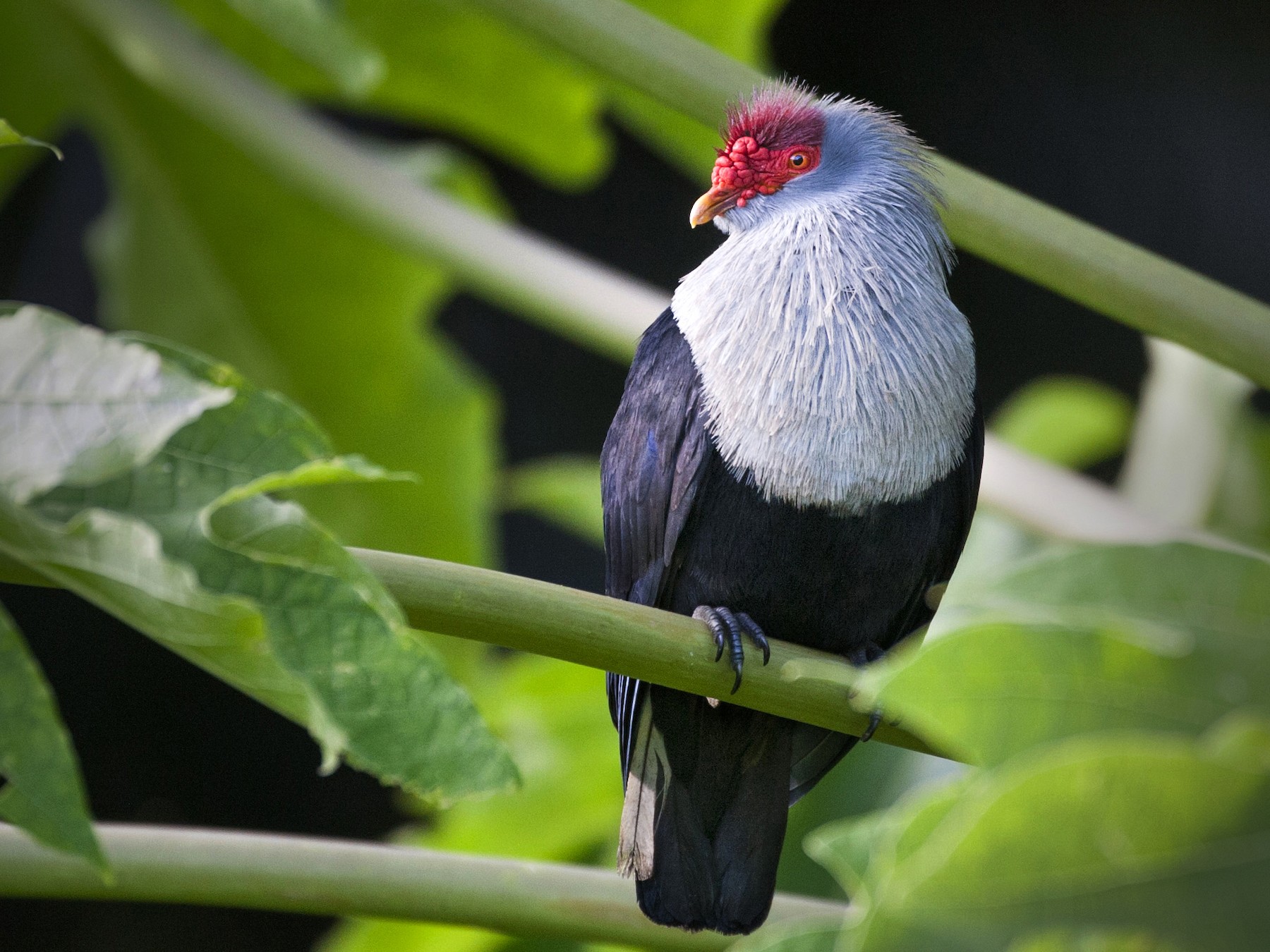 Seychelles Blue-Pigeon - eBird