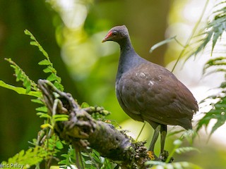 Melanesian Megapode - eBird