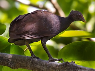 Melanesian Megapode - eBird