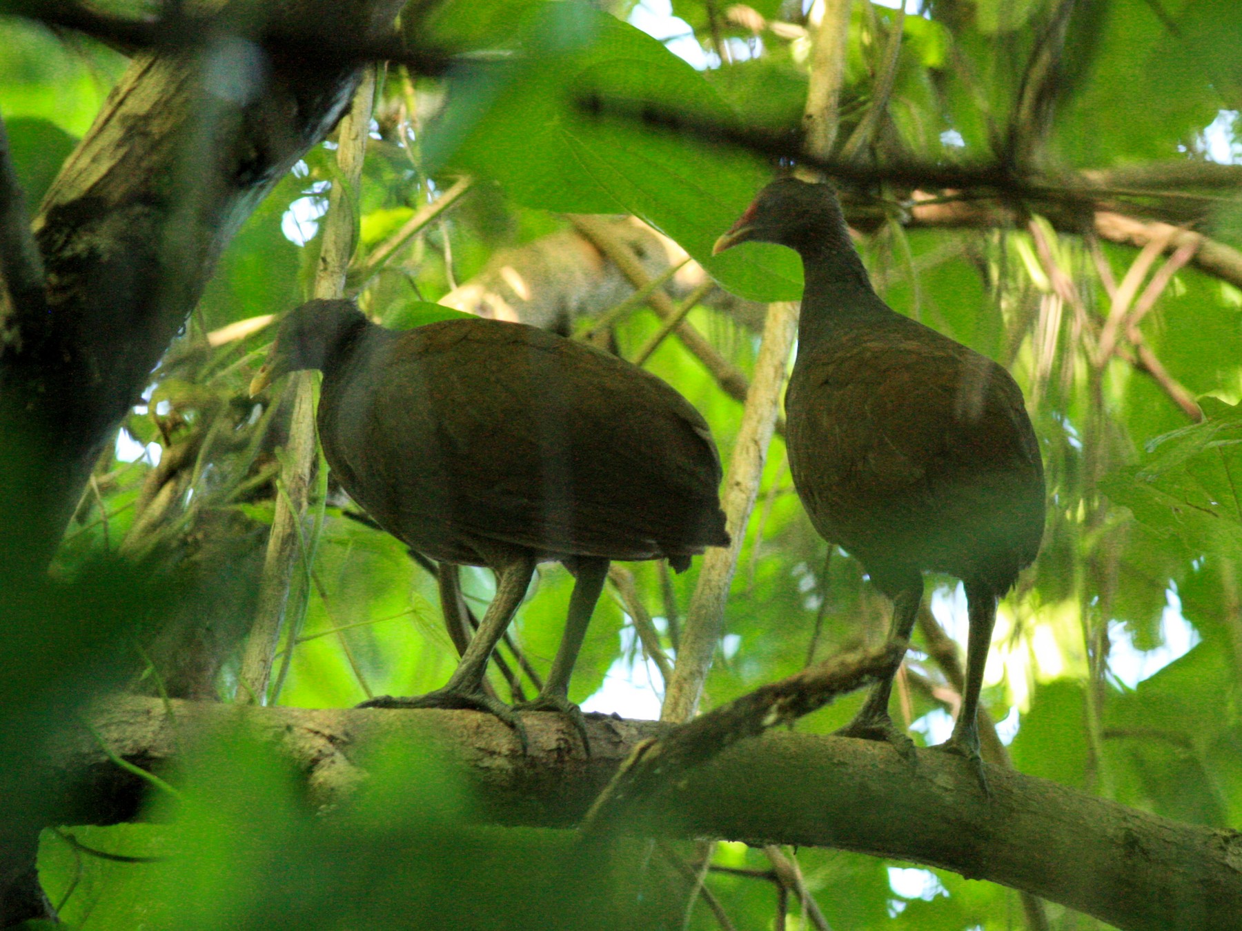 Melanesian Scrubfowl - eBird