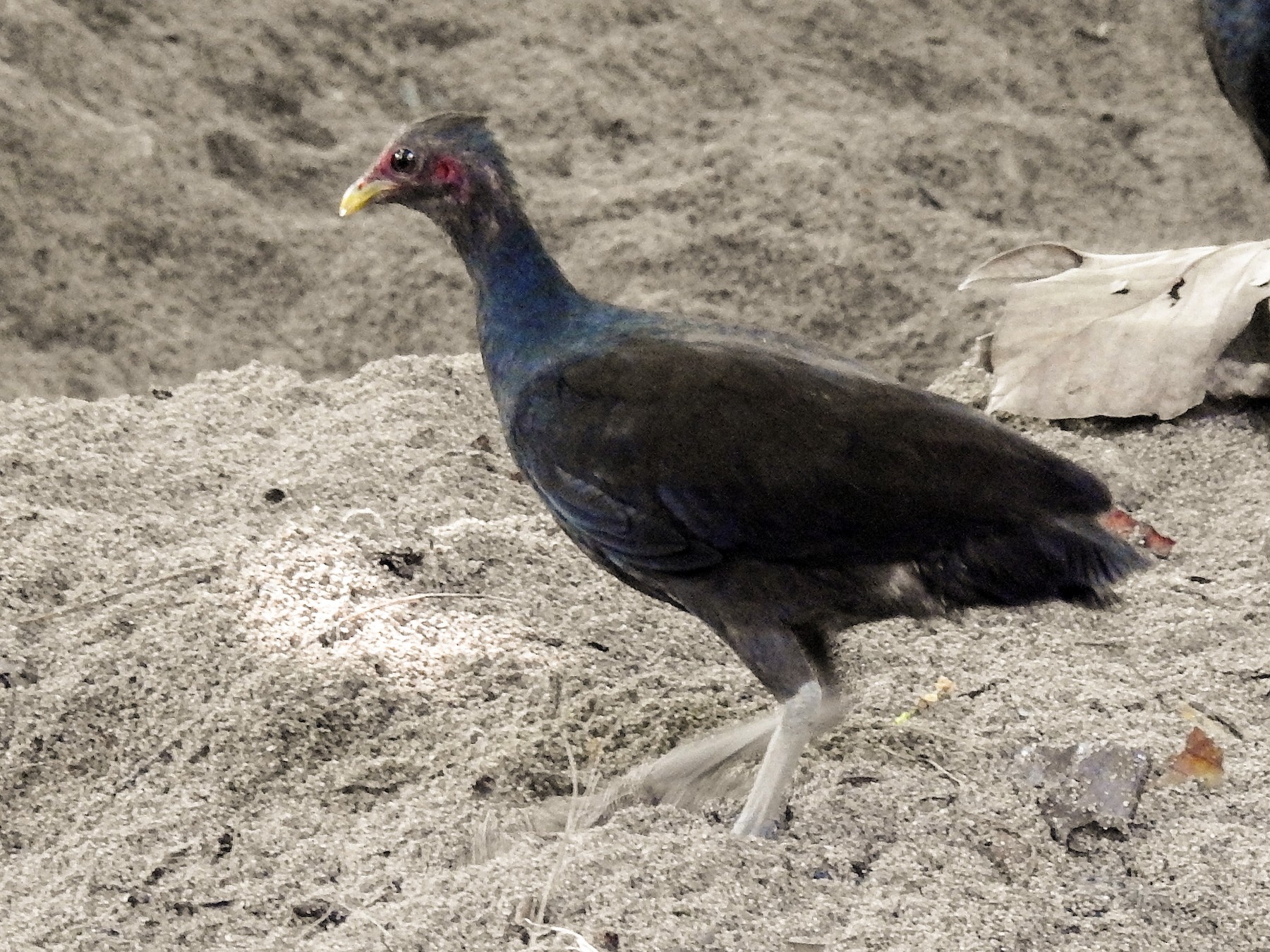 Melanesian Megapode - eBird