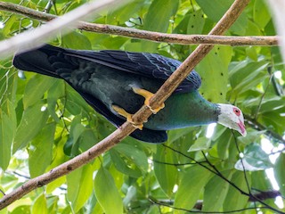 Yellow-legged Pigeon - eBird