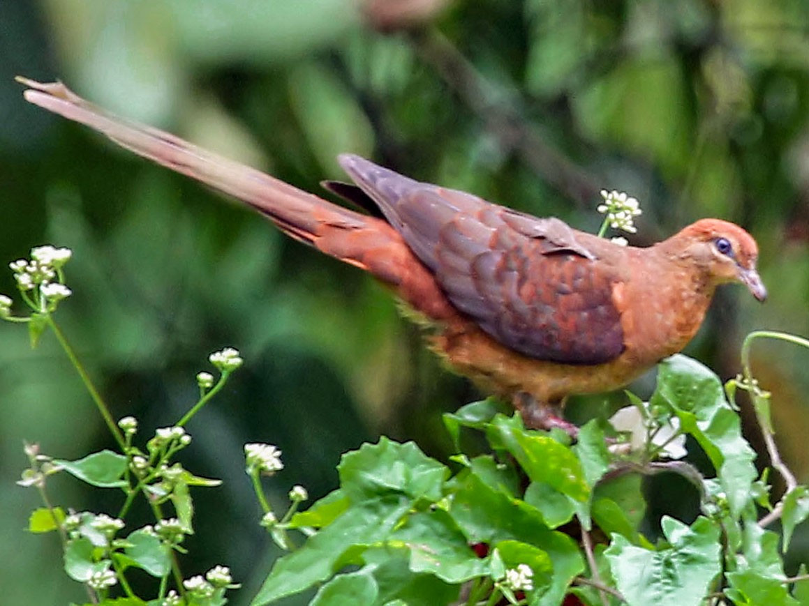 Amboyna Cuckoo-Dove - eBird