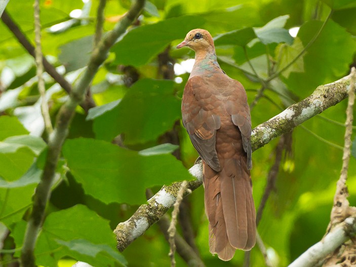 Amboyna Cuckoo-Dove - eBird