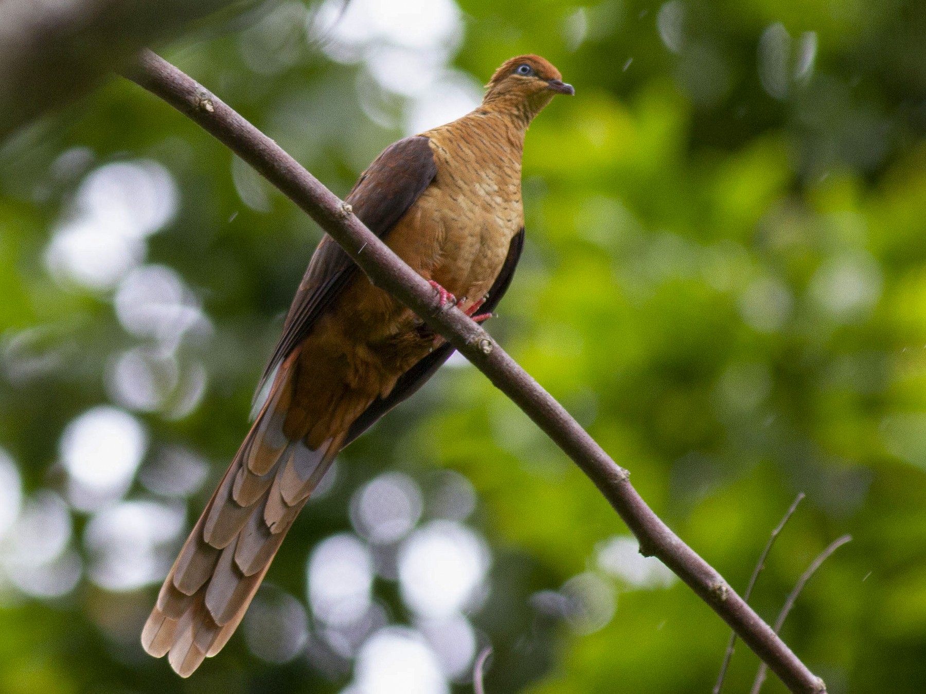 Amboyna Cuckoo-Dove - eBird
