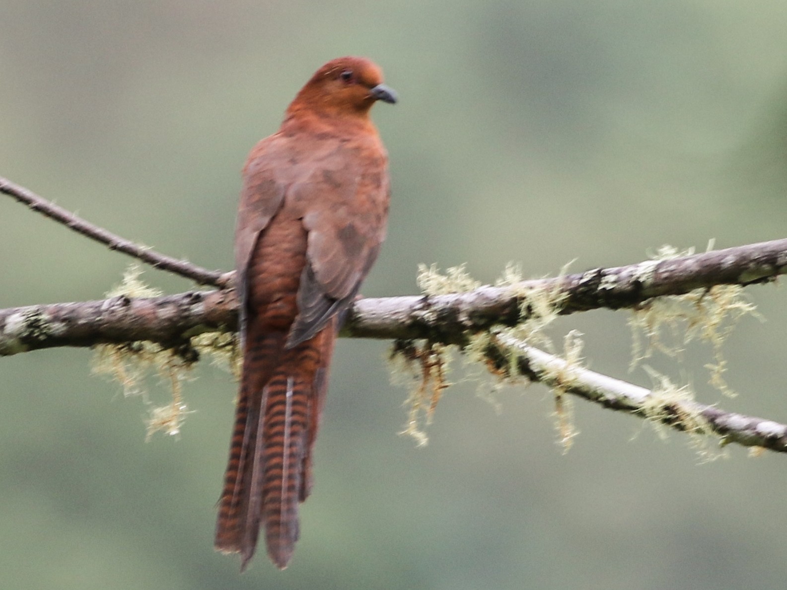 Black-billed Cuckoo-Dove - eBird