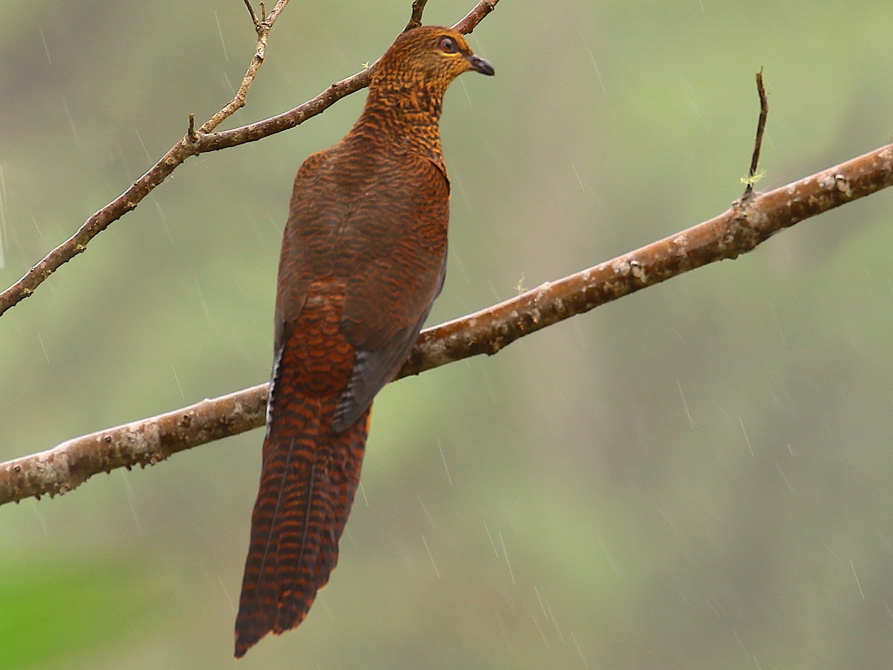 Black-billed Cuckoo-Dove - eBird
