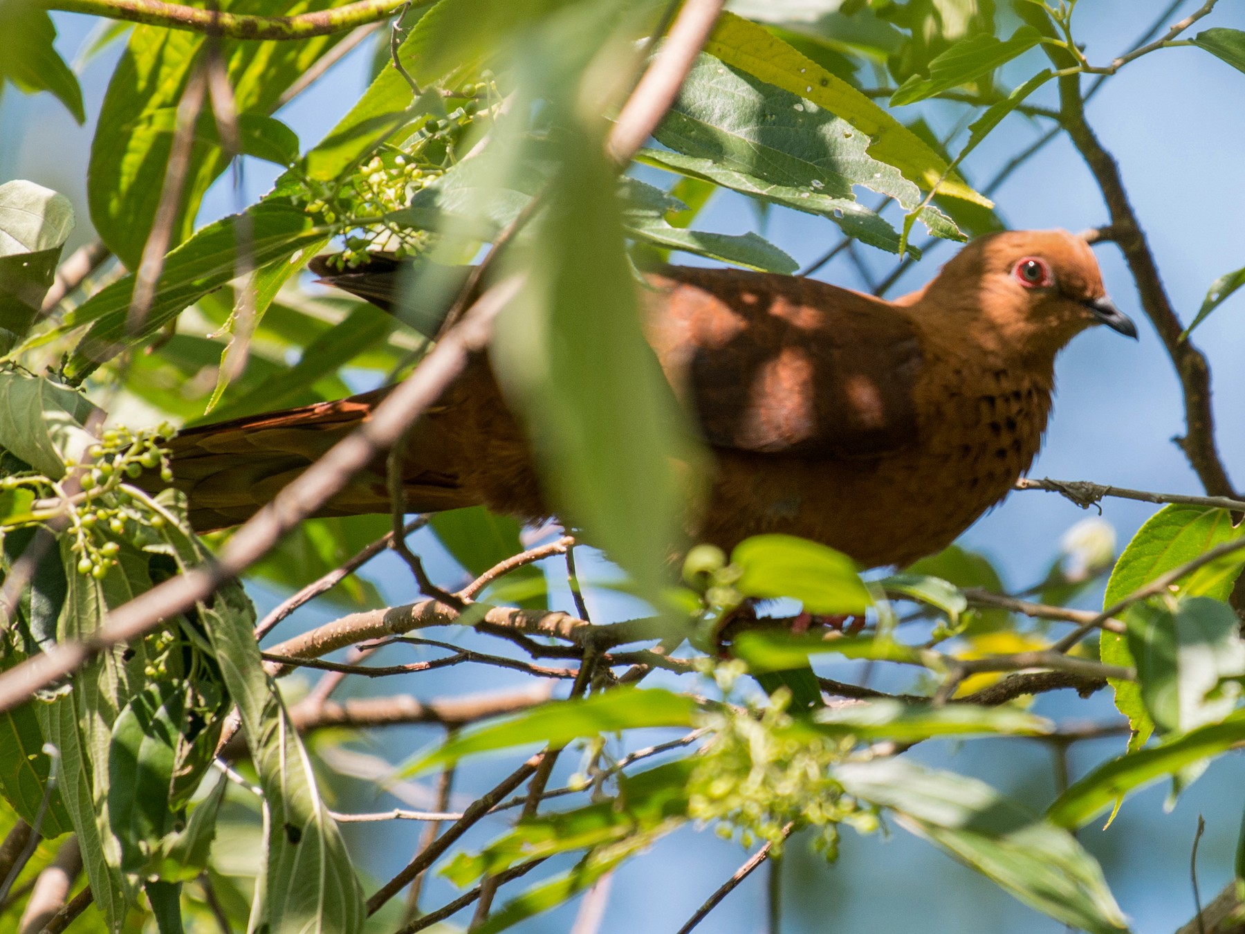 Mackinlay's Cuckoo-Dove - eBird