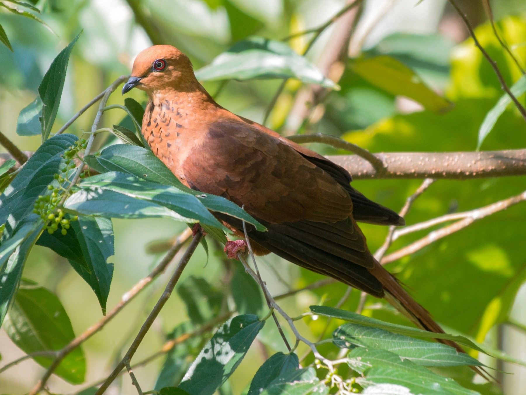 Mackinlay's Cuckoo-Dove - eBird