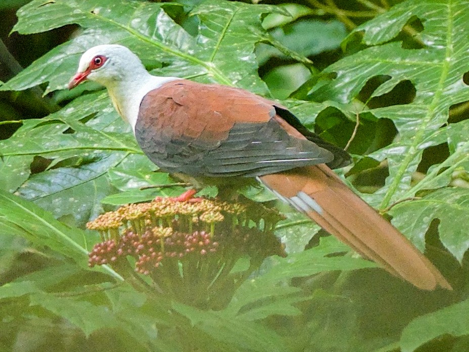 Great Cuckoo-Dove - eBird