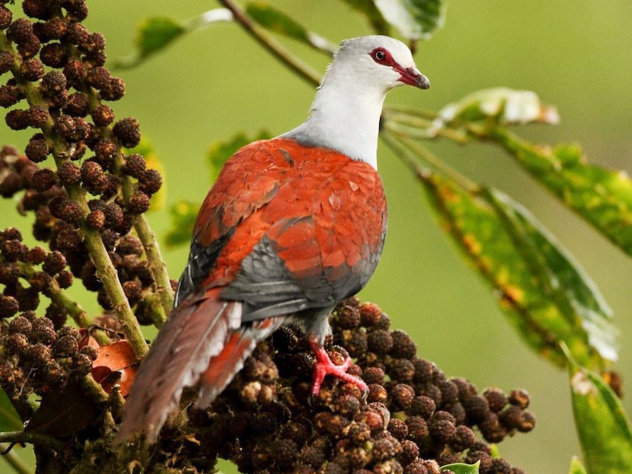 Great Cuckoo-Dove - eBird