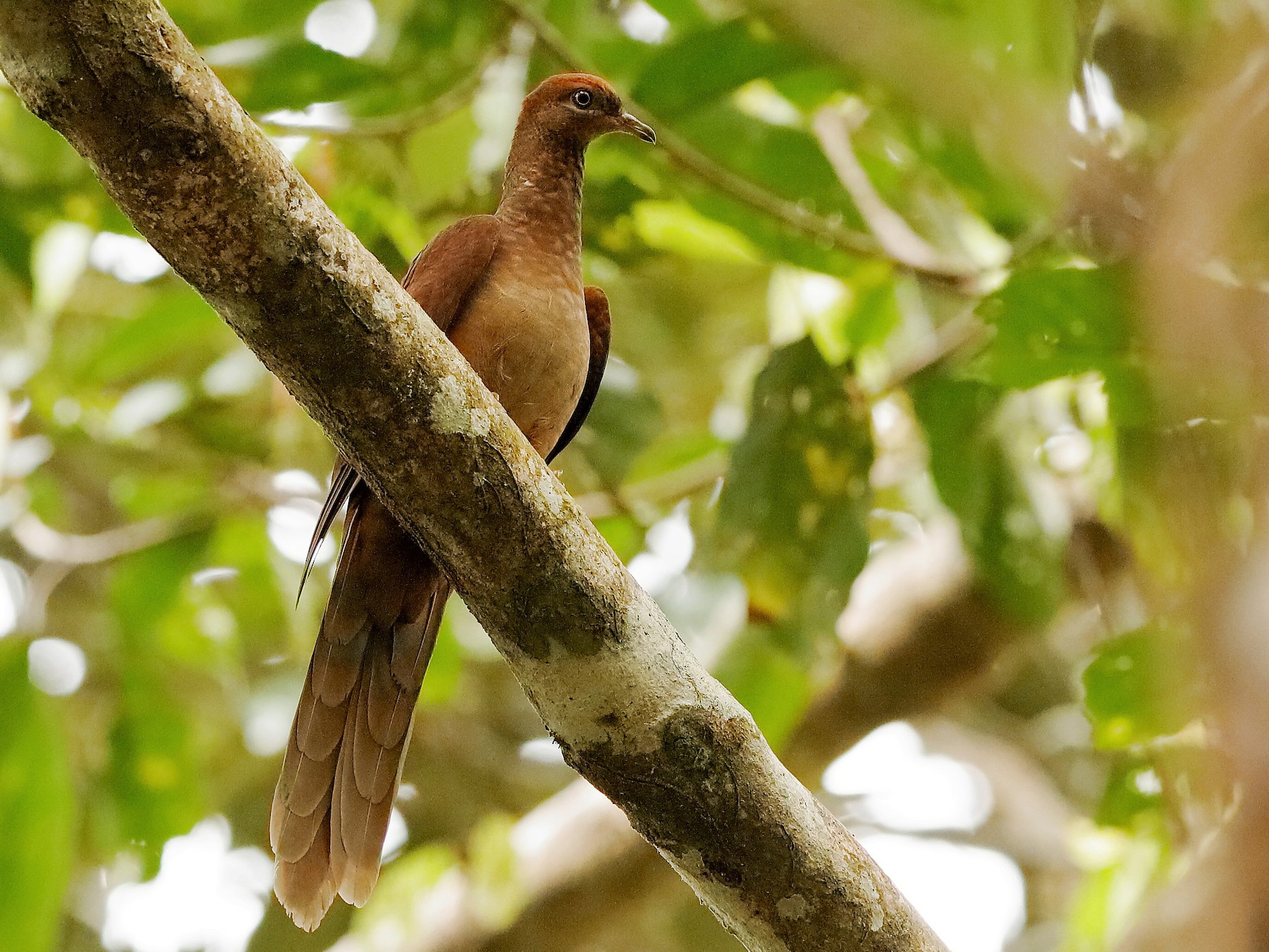Amboyna Cuckoo-Dove - eBird