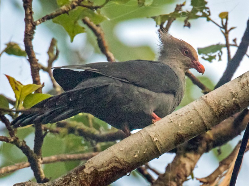 Crested Cuckoo-Dove - eBird