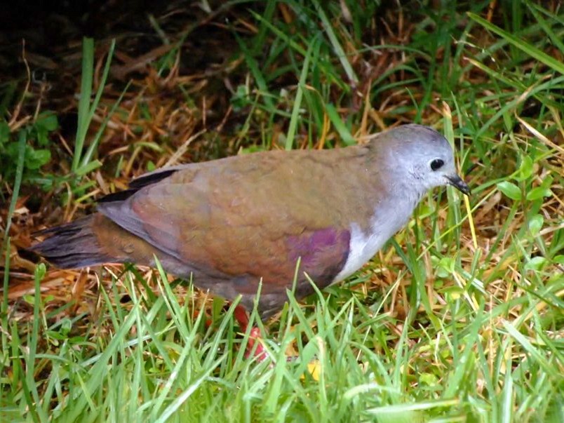 Bronze Ground Dove - eBird