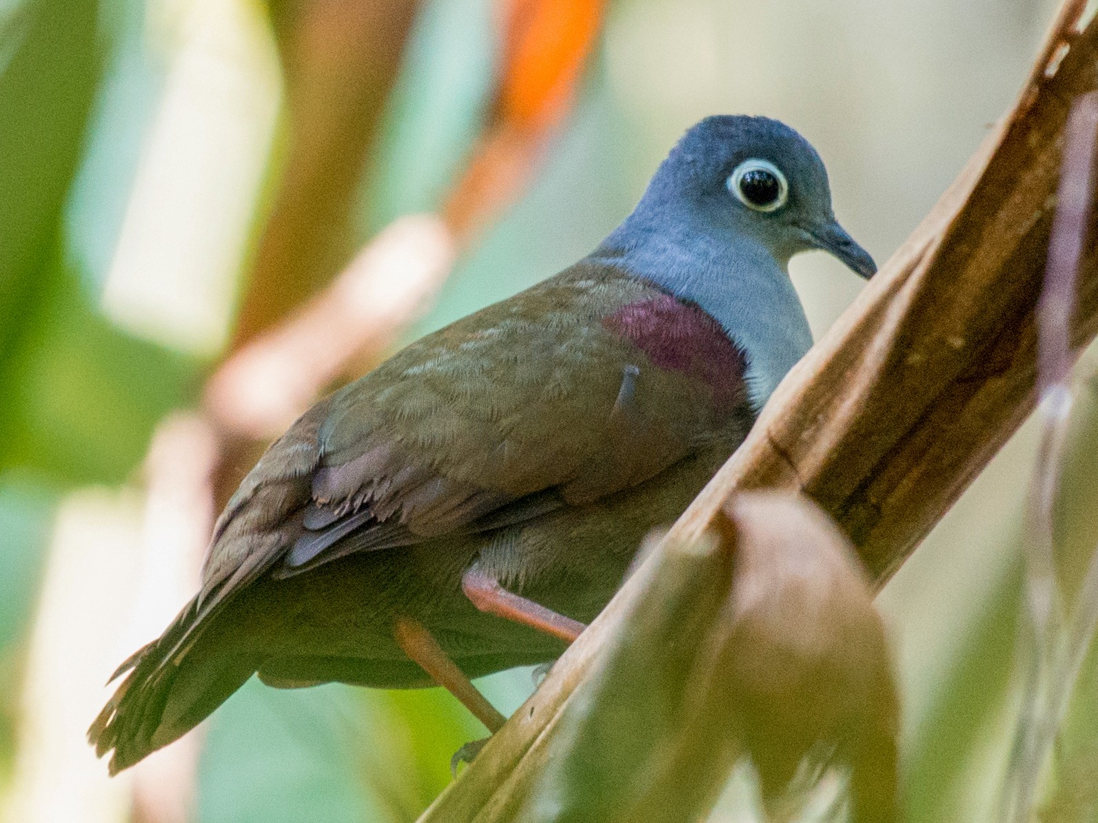 Bronze Ground Dove - eBird
