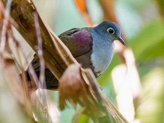 Bronze Ground Dove - eBird
