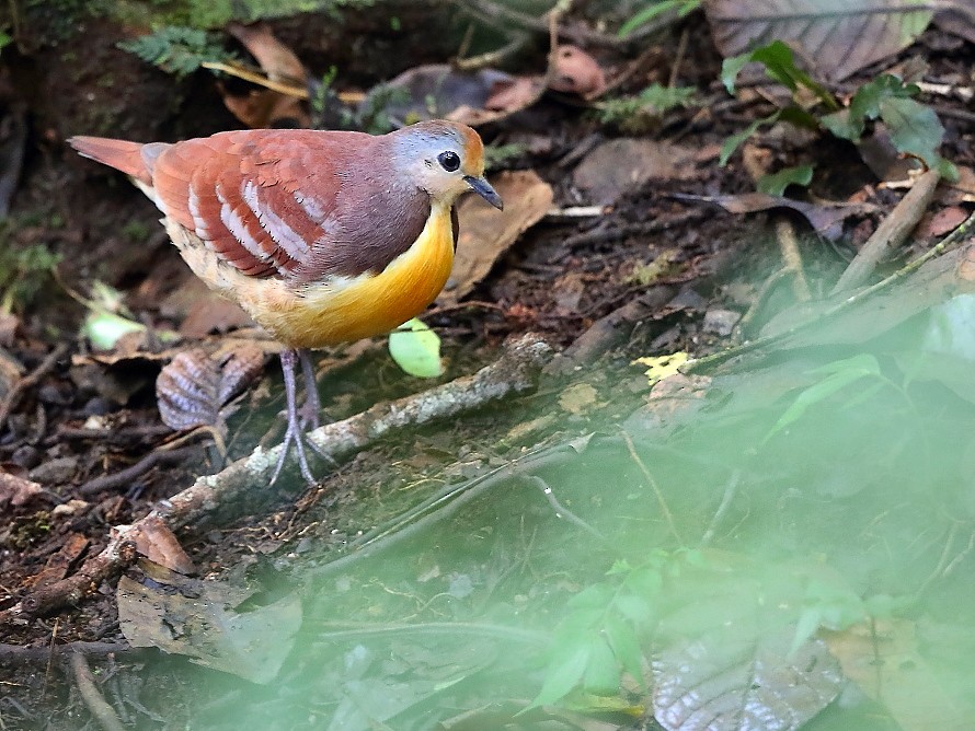 Cinnamon Ground Dove - eBird